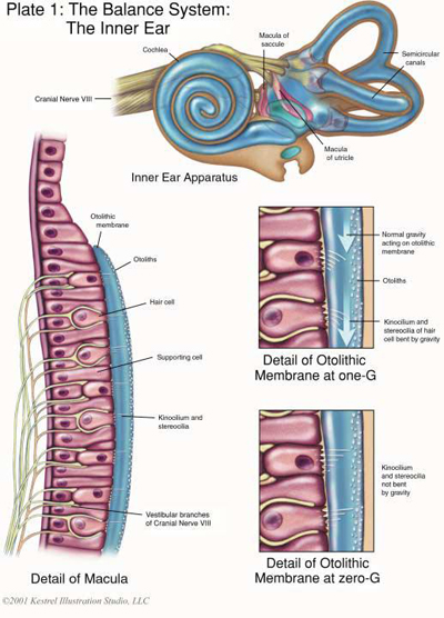 otolithic membrane ear