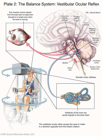 vestibular ocular cortex
